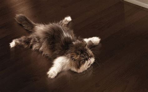 Exhausted Cat At Kenneth Locke Blog