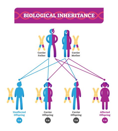 490 Genetic Inheritance Stock Illustrations Royalty Free Vector Graphics And Clip Art Istock