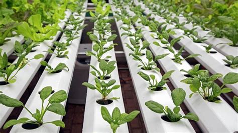 Growing Spinach With Hydroponics Gardeners Yards