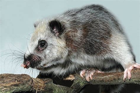Northern Luzon Giant Cloud Rat Alchetron The Free Social Encyclopedia