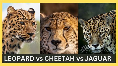 Jaguar Vs Cheetah