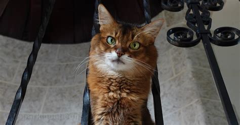 Cracking The Cat Code Were Not Tiny Humans Summers Fabulous Cat Life