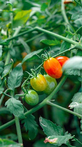 Premium Photo Cherry Tomato