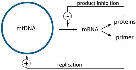 20 Enigmatic Facts About Clonal Expansion - Facts.net