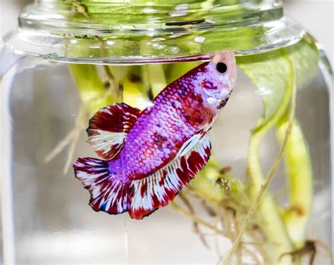 Premium Photo Close Up Of Fish In Glass