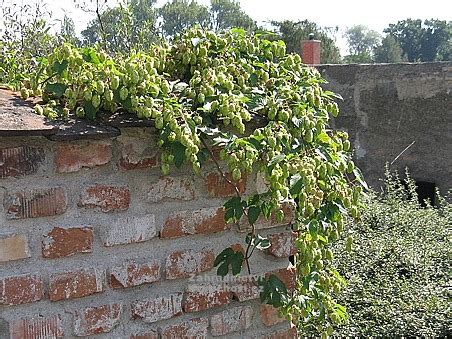 Humulus Lupulus Chmel Otáčivý Zahradnictví Krulichovi Zahradnictví