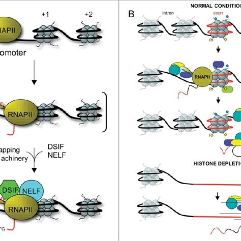 Chromatin Structure And Pre Mrna Processing Work Together A Model