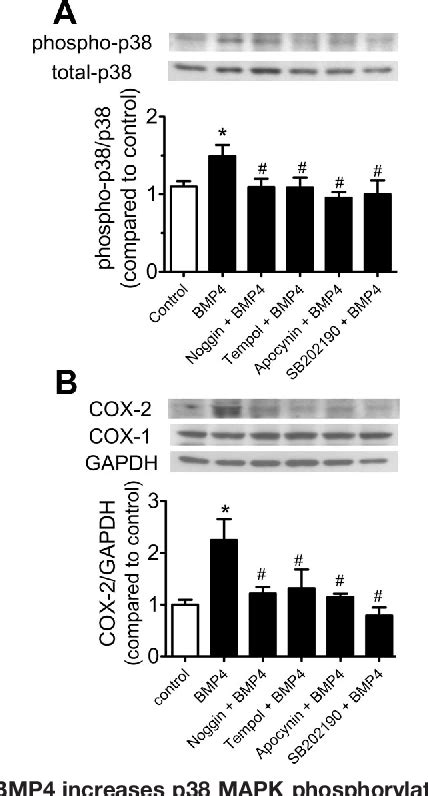 Figure 5 From Bone Morphogenic Protein 4 Impairs Endothelial Function