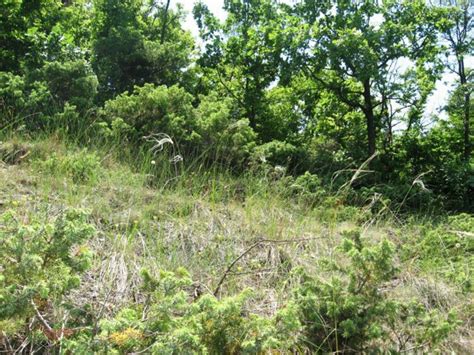 Stand Of The Subassociation Festuco Treskanae Stipetum Ucrainicae