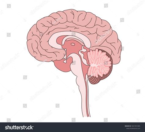 Crosssectional View Brain Medical Illustration Stock Illustration 1821991085 Shutterstock