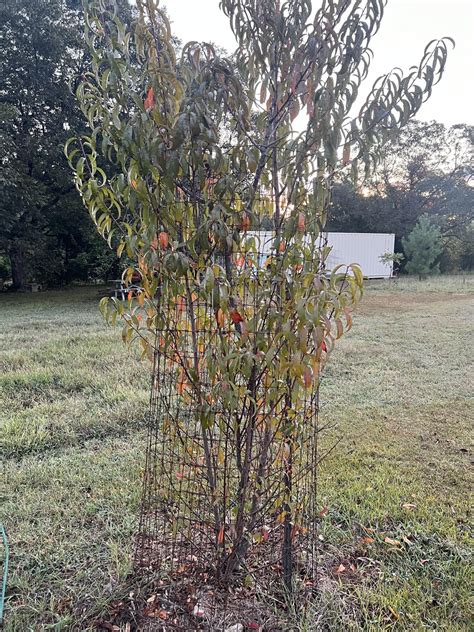Can Anyone Advise Pruning This Nectarine Tree Its Like 3 N 1 R