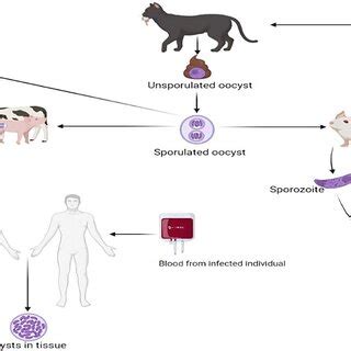 Life Cycle Of Rabies Virus In The Form Of Flowchart Defined As