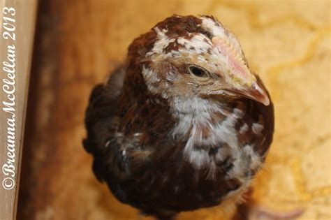 No Tail Feathers Mean A Cockerel Backyard Chickens Learn How To