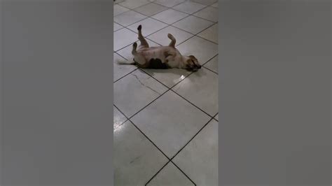 A Cockroach Hunter Youtube