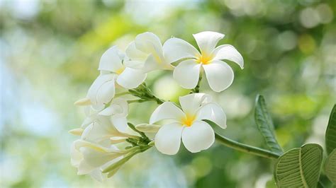 Model Jamison Hump Day Aka Curve Day Is Here Again Facebook