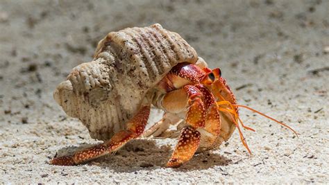 The Hermit Crab Not A Crab