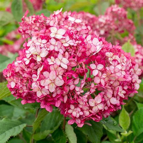 Ruby Annabelle Sevenbark Shrub Plant Hydrangea Arborescens 3l Pot