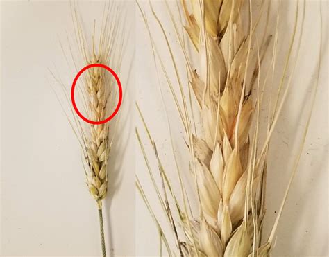 help us collect fusarium head blight wheat samples in indiana purdue