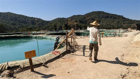 Rare Earth Mining Expanding In Myanmar Armys Kachin ‘special Region