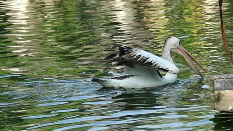 The Parrot Or Pelican Is A Water Bird That Has A Pouch Under Its Beak