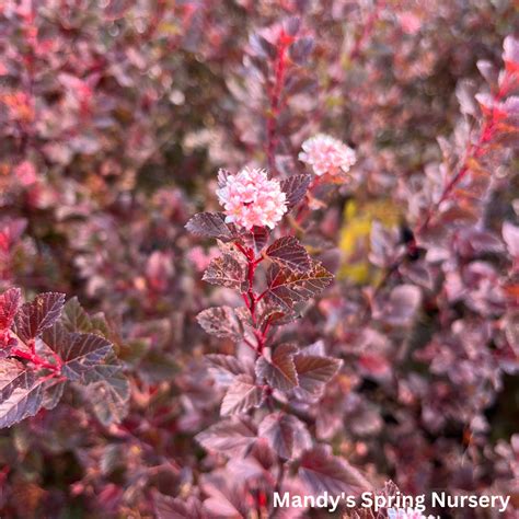 Spicy Devil® Ninebark Physocarpus Opulifolius Mandy Spring Farm