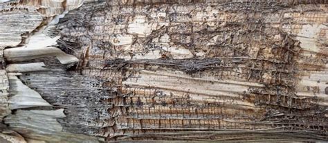 Intricate Dry Fibrous Plant Stem Texture Stock Image Image Of Detailed Weathered 383147409