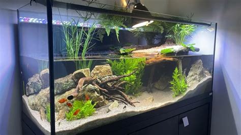 Aquarium With Plants And Rocks