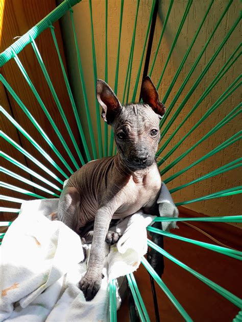 Xoloitzcuintle O Perro Sin Pelo Mexicano Todo Sobre Esta Día De