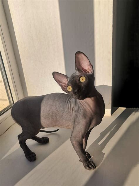 Сфинкс Кошка сфинкс Сфинкс Серый котенок