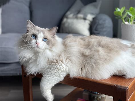 Beautiful Floof Rfloof