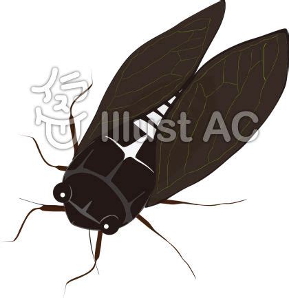 ツクツクボウシイラスト／無料イラストなら「イラストac」