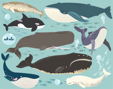 Blue Whale Clip Art Illustrations Royalty Free Vector Graphics And Clip
