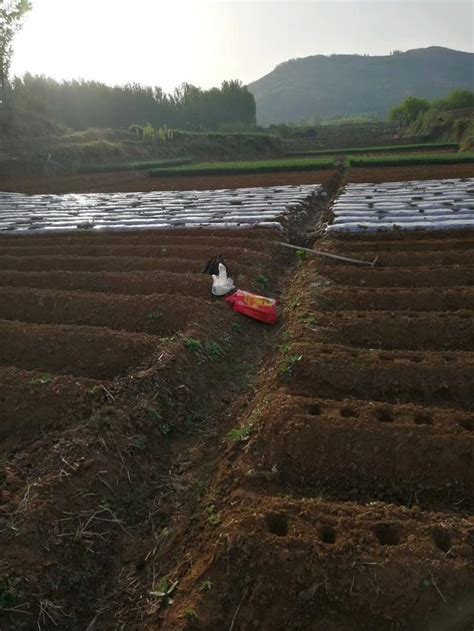 在农村地里，一垄垄凸起，每隔一扎一个小坑，原来又到种花生时节 每日头条