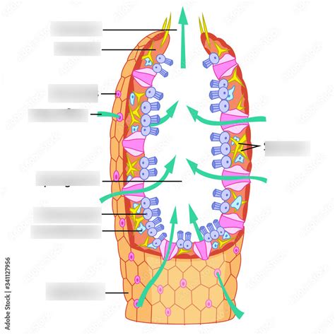 Sponge Diagram Diagram Quizlet