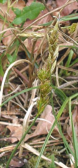 Carex Arenaria