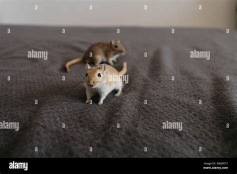 Small Gerbil Standing Upright On Two Legs Gazing Curiously To The