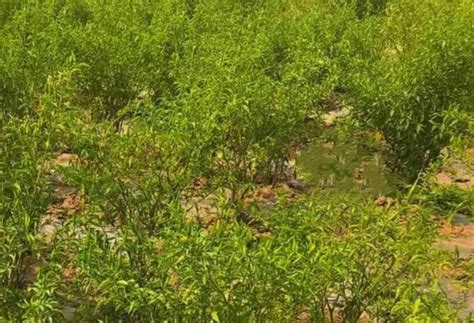 မြို့သစ်မြို့ စည်ပင်သာယာစျေး၌ မယ်ညိုငရုတ်သီးစိမ်းများ စျေးကောင်းရ၍စိုက