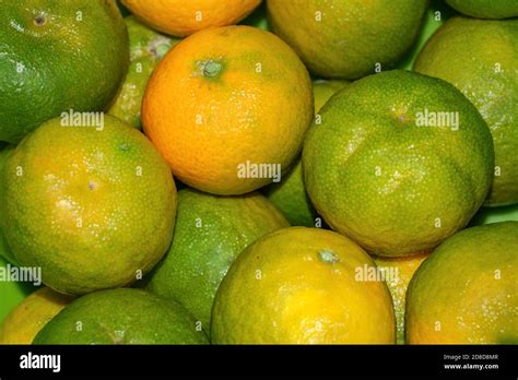 Green Tangerine Products At Maya Hurley Blog