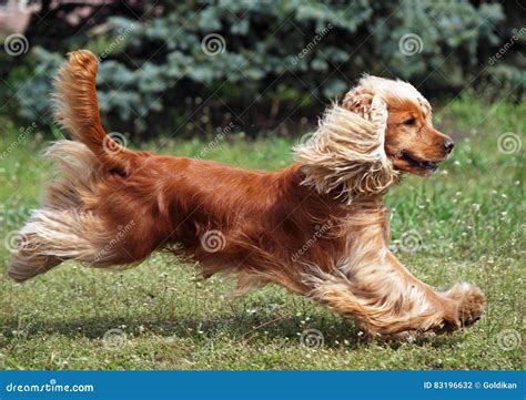 Laufendes Braunes Cocker Spaniel Stockfoto Bild Von Cockerspaniel
