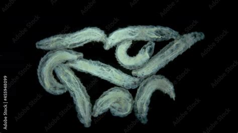 Stockvideo Worm Like Larvae Of A Fly Midge Insect Of The Order Diptera