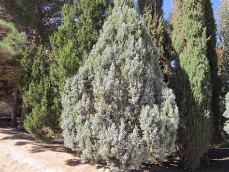 Juniperus Scopulorum Tree Gray Gleam