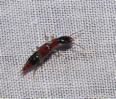 Rove Beetle Project Noah