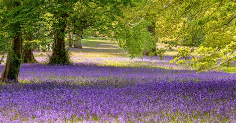 Best Bluebell Woods In The Uk