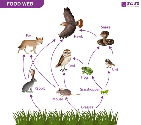 Food Chain Definition Types Examples Faqs