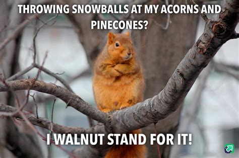Acorns And Pinecones Disagreeing Squirrel Is Disagreeing With You Meme On Imgur