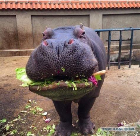 Примерно так выглядит лицо любой девушки - ЯПлакалъ | Animals beautiful ...