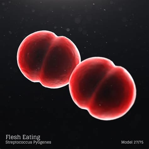 육식 Streptococcus Pyogenes 3d 모델 Turbosquid 1626160