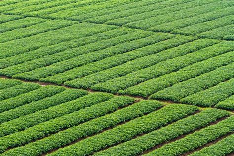 Beautiful Groundnut Field Background Stock Image Image Of Healthy