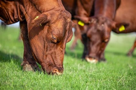 Premium Photo Close Up View Of Beef Cattle Grazing Outside The Farm