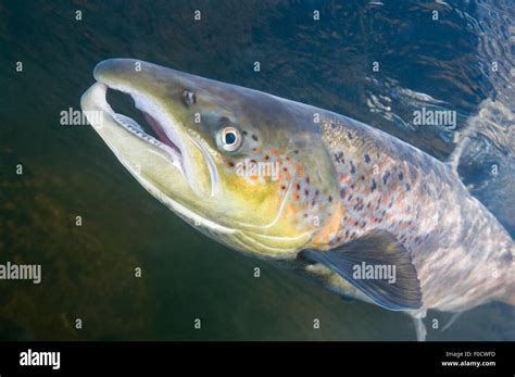 Salmo Salar Salmon At Ralph Livingston Blog